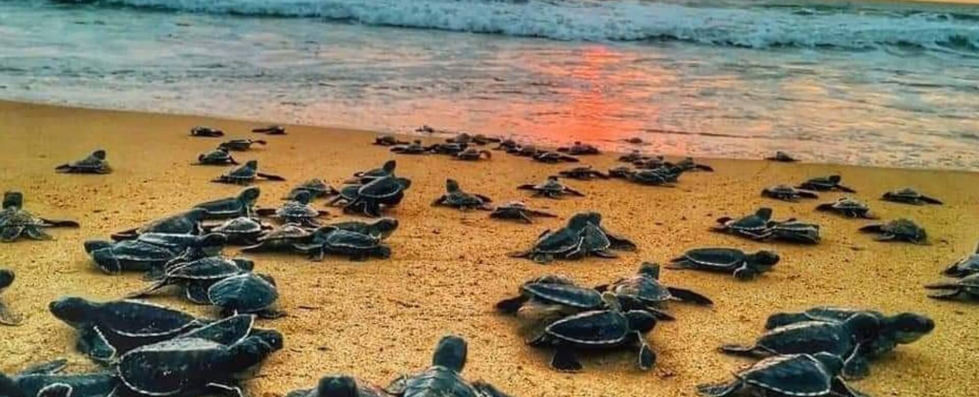 Kosgoda Sea Turtle Conservation Project - Elpitiya Pradeshiya Sabha